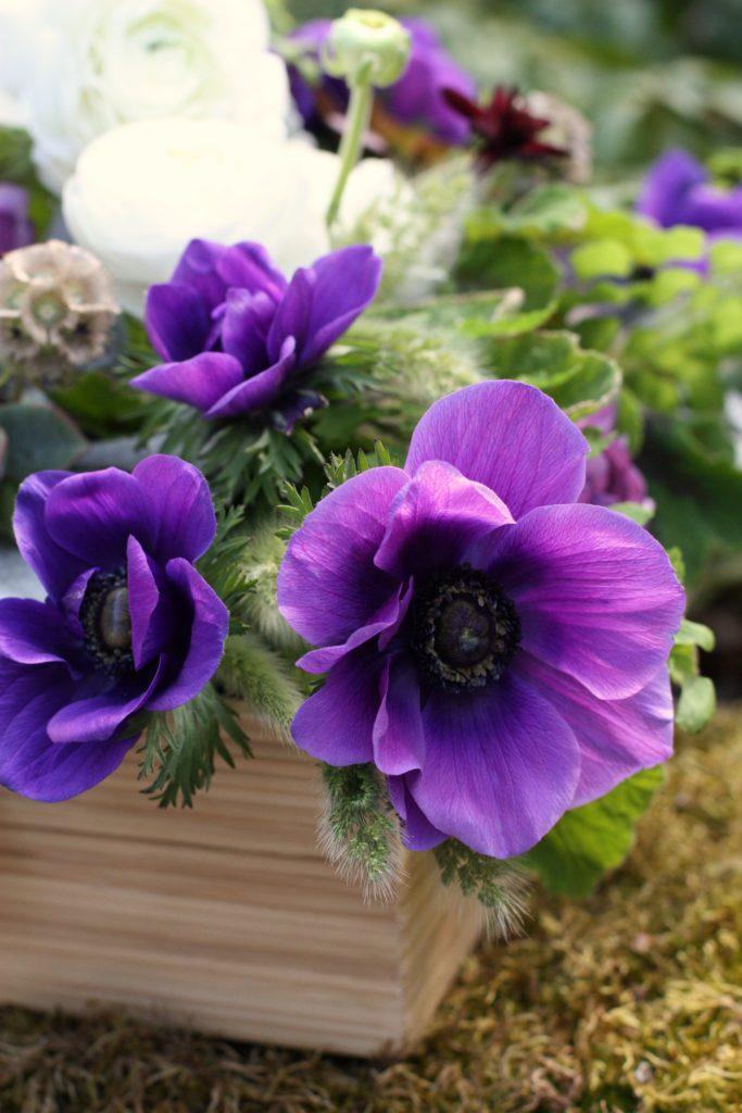Purple Anemones - Showit Blog